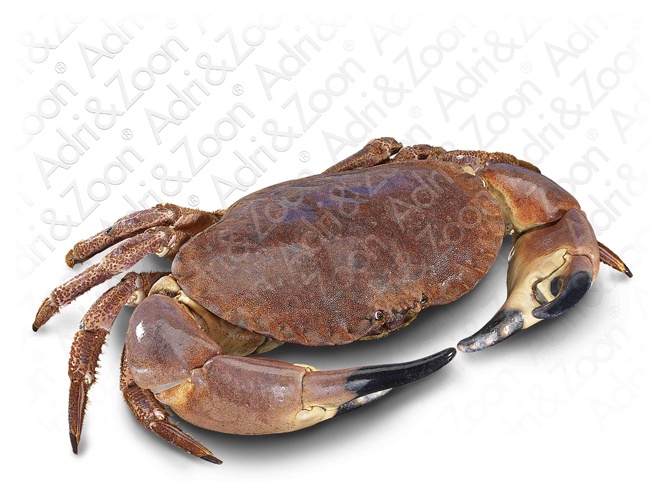 Krab